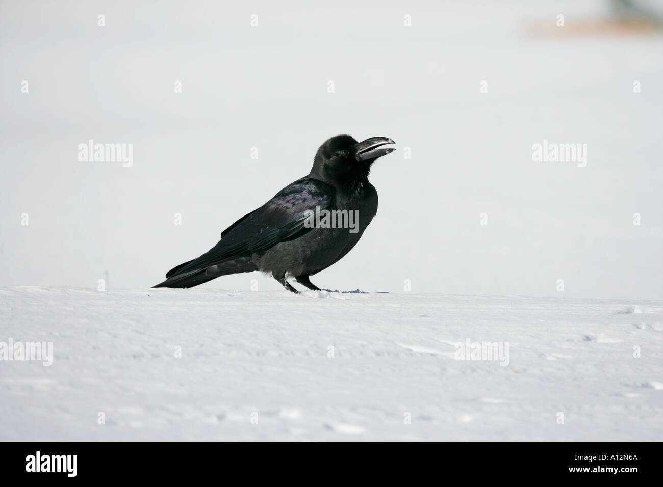 JUNGLE CROW Corvus macrorhynchos Stock Photo - Alamy