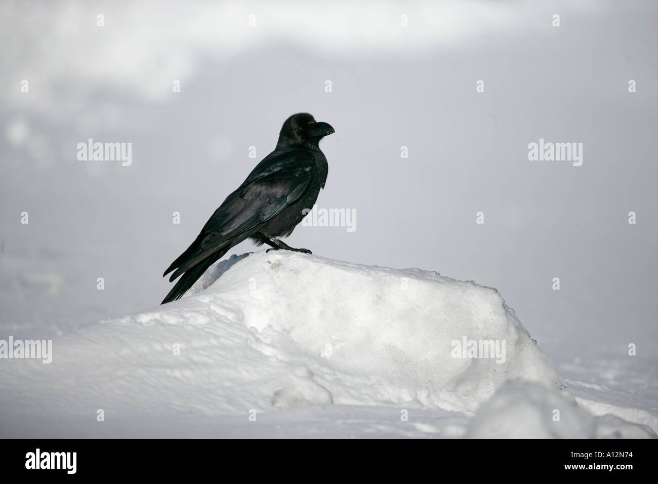 JUNGLE CROW Corvus macrorhynchos Stock Photo - Alamy
