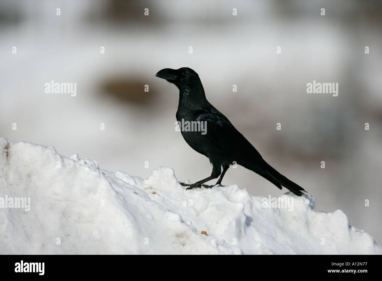JUNGLE CROW Corvus macrorhynchos Stock Photo - Alamy