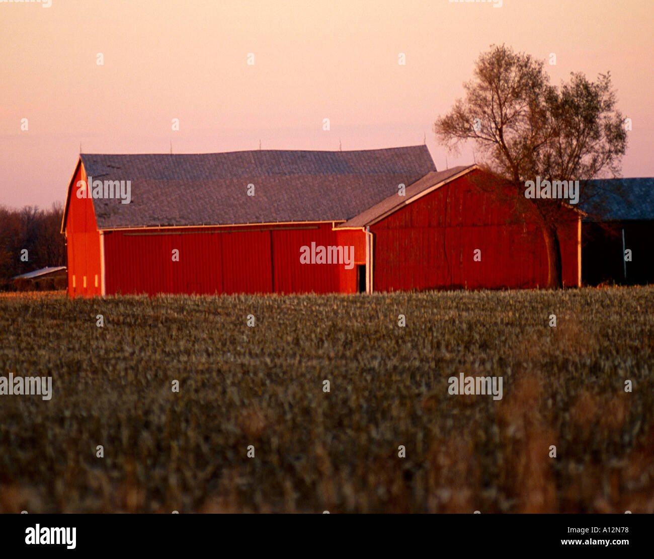 red barn in corn field at sunste on route 40 Stock Photo - Alamy