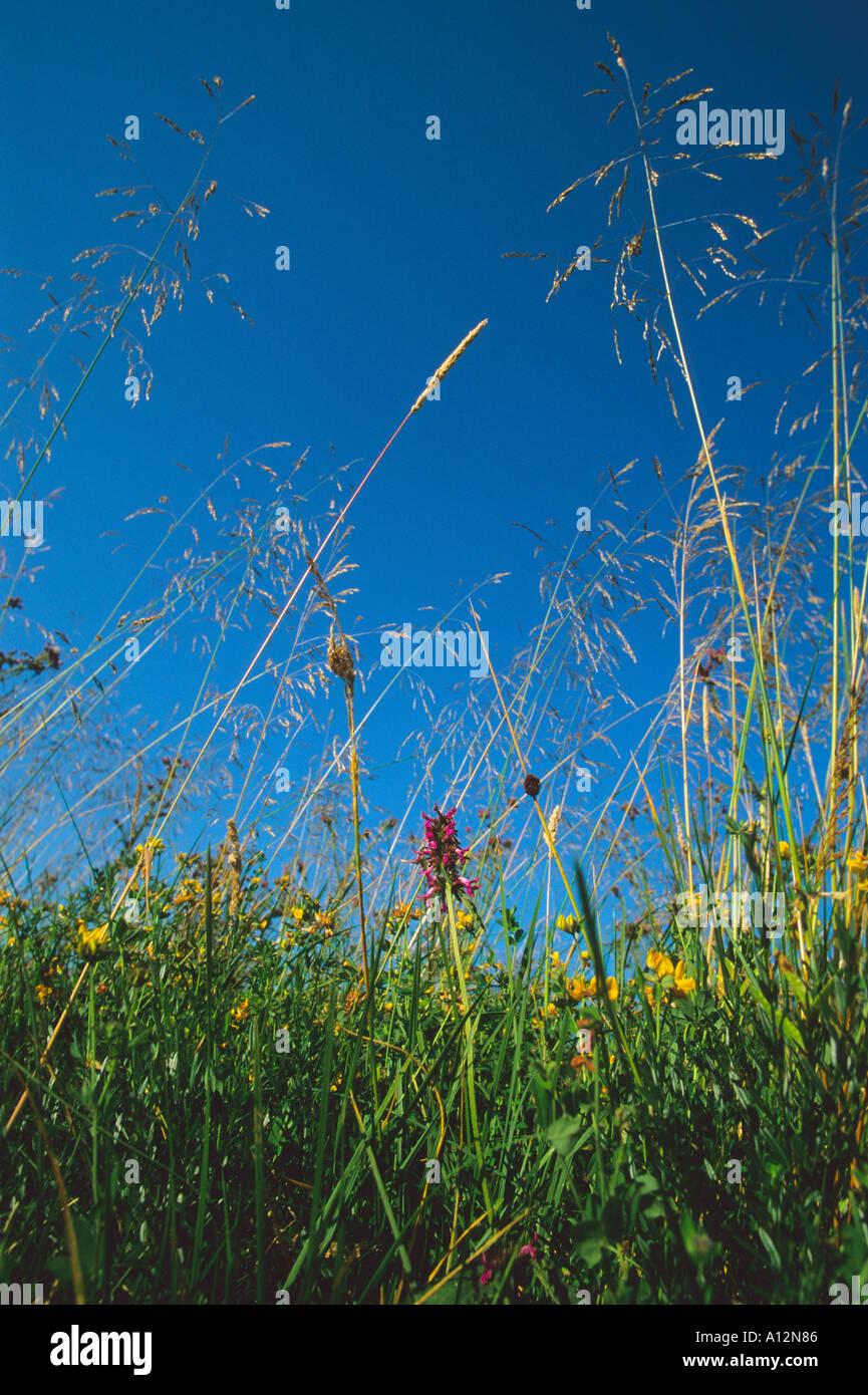 Meadow plants Dorset UK Stock Photo - Alamy