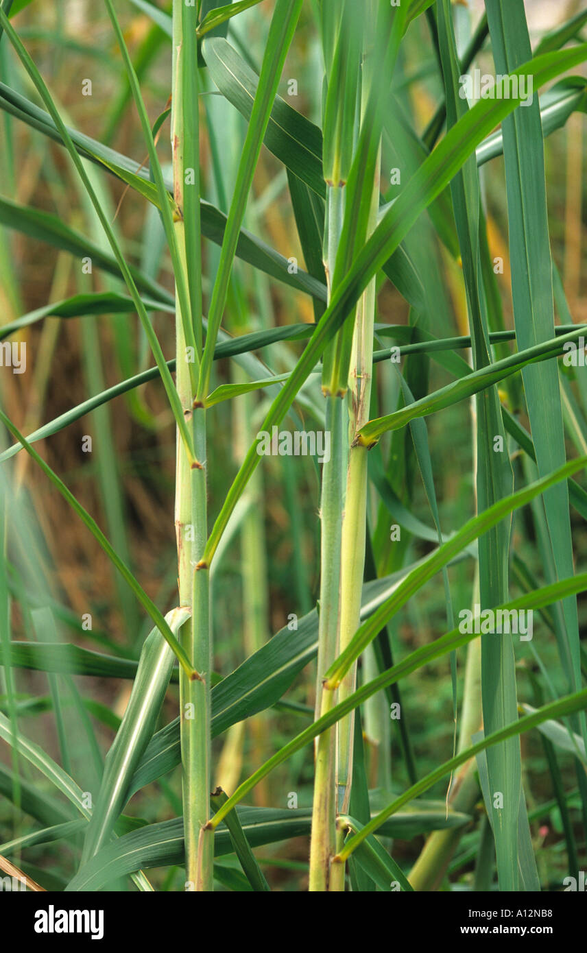 Stems of sugar cane Stock Photo - Alamy