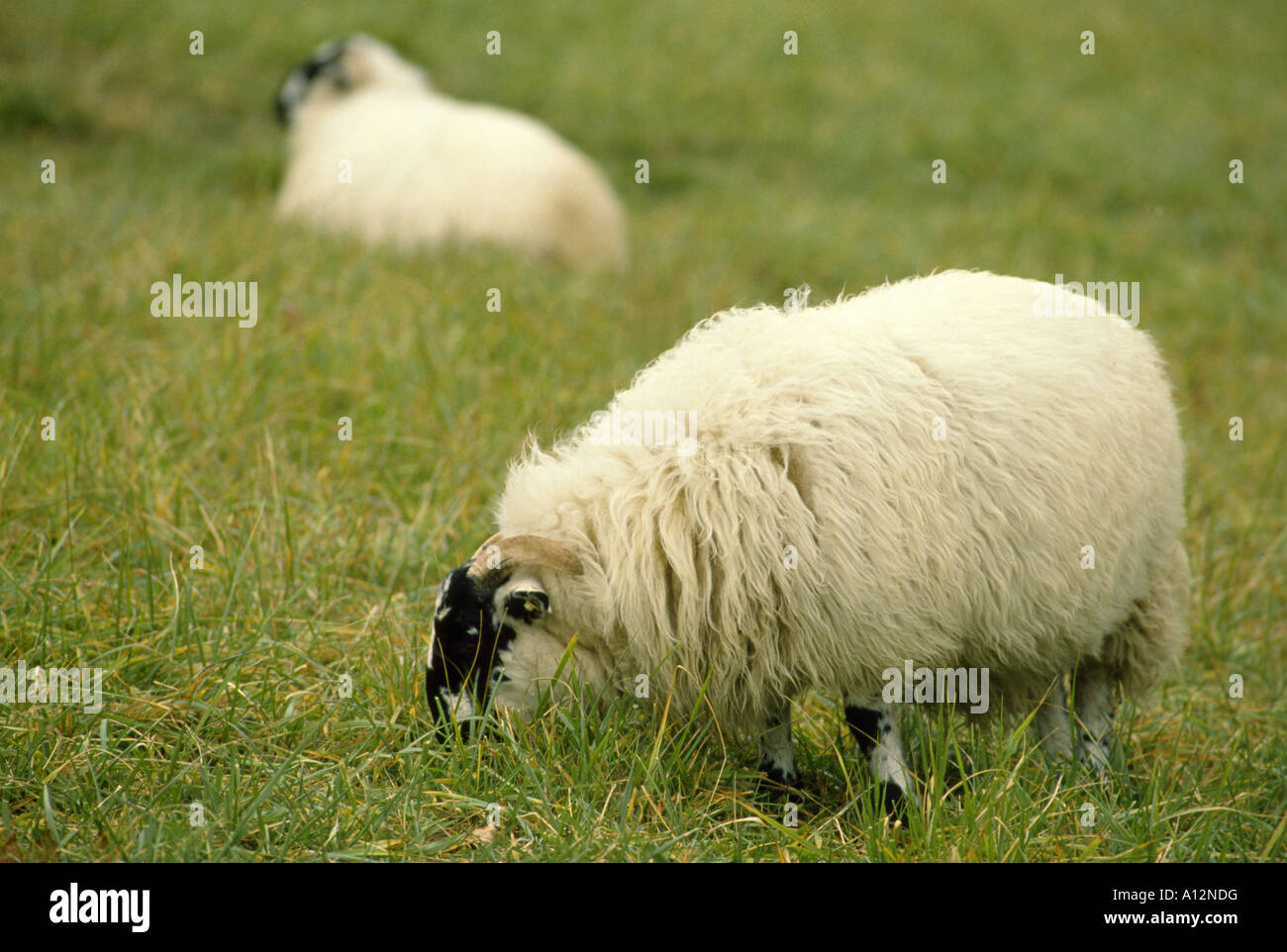 SCOTTISH HIGHLAND EWE Stock Photo - Alamy