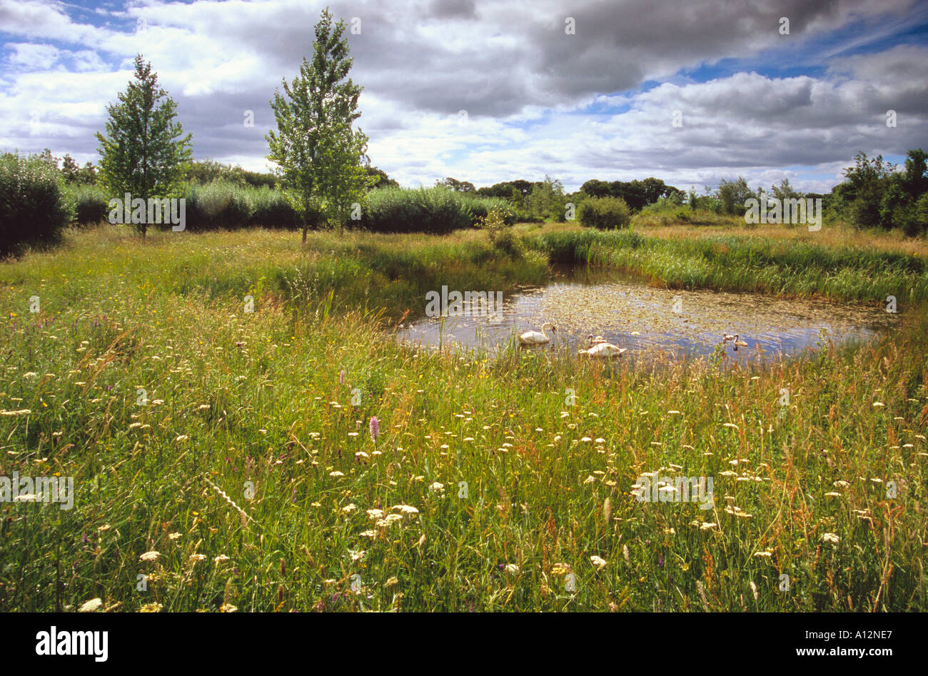A view of pond surrounded by meadow plants displaying common spotted ...