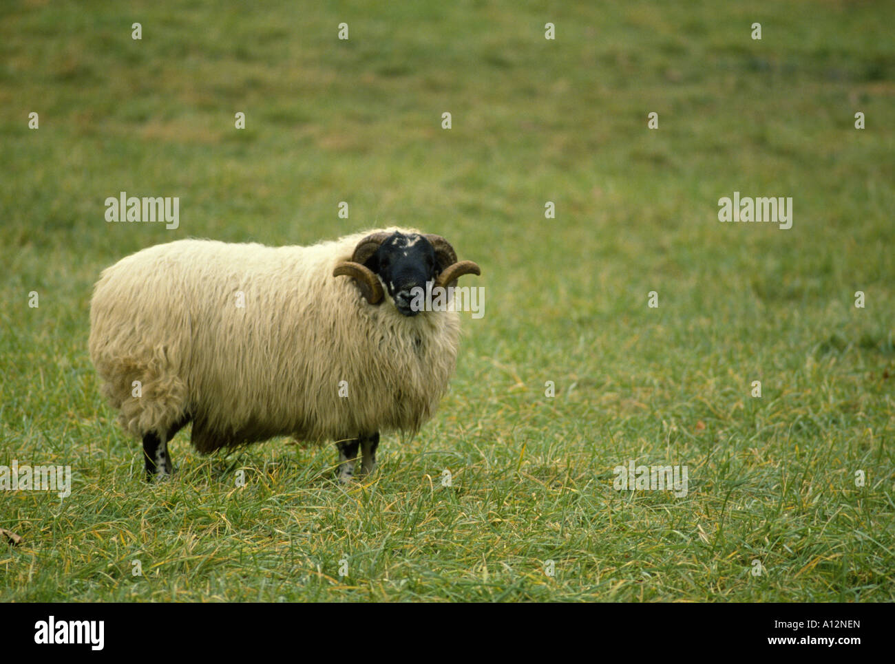 SCOTTISH HIGHLAND EWE Stock Photo - Alamy