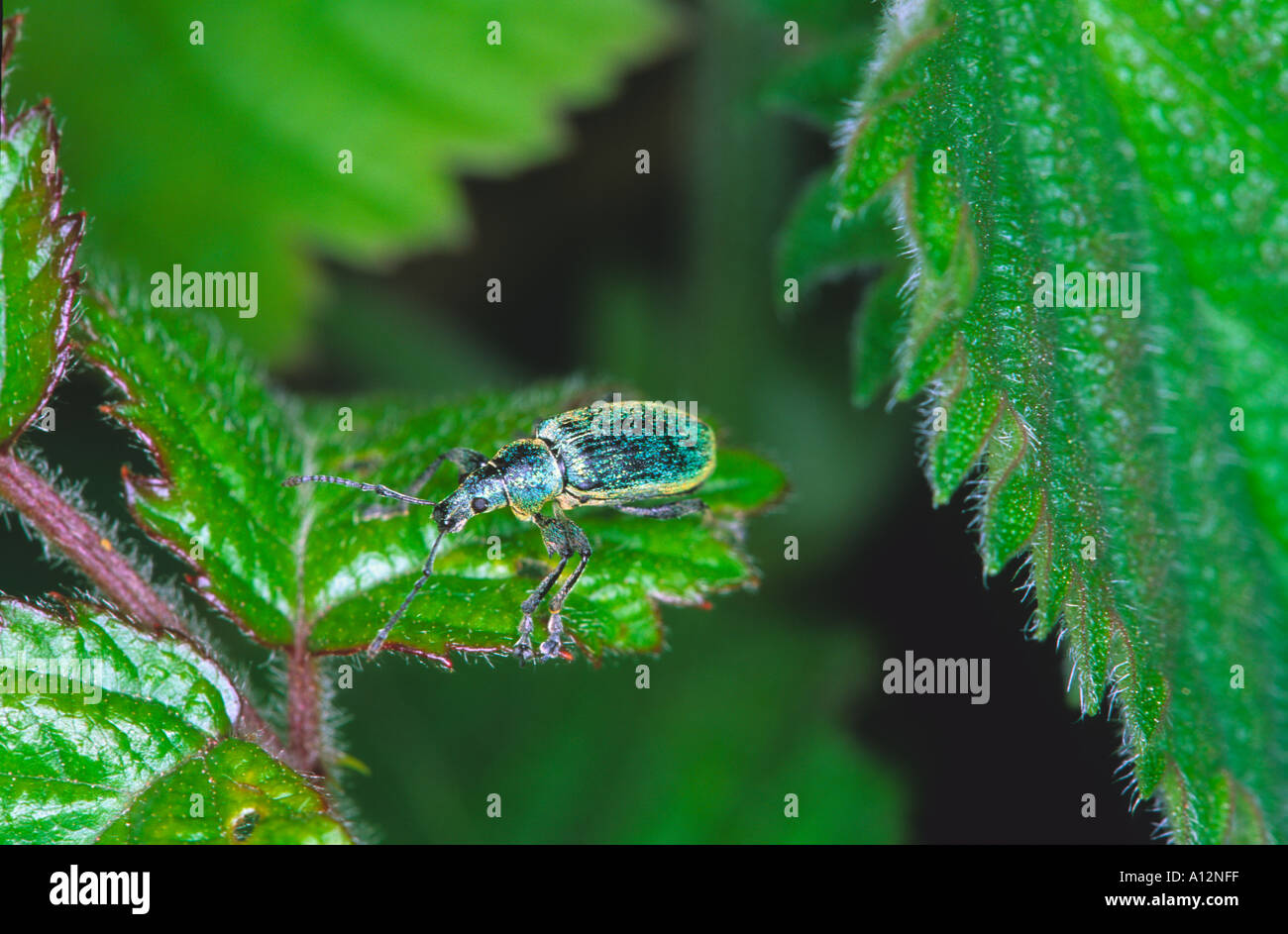Light green leaf weevil Phyllobius calcartus on a stinging neetle leaf ...