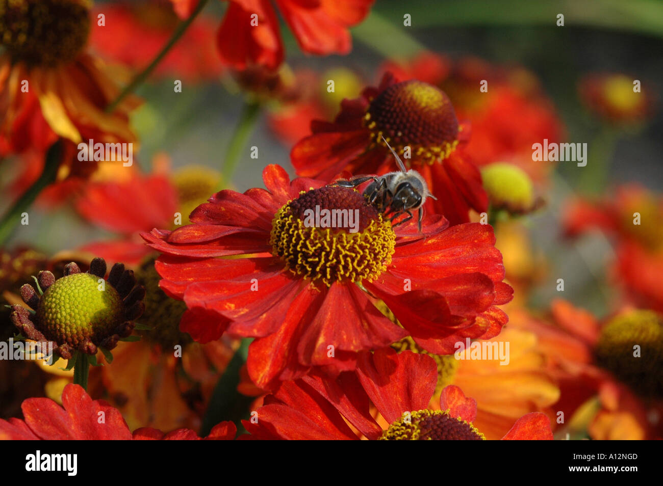 Fall Helenium High Resolution Stock Photography and Images - Alamy