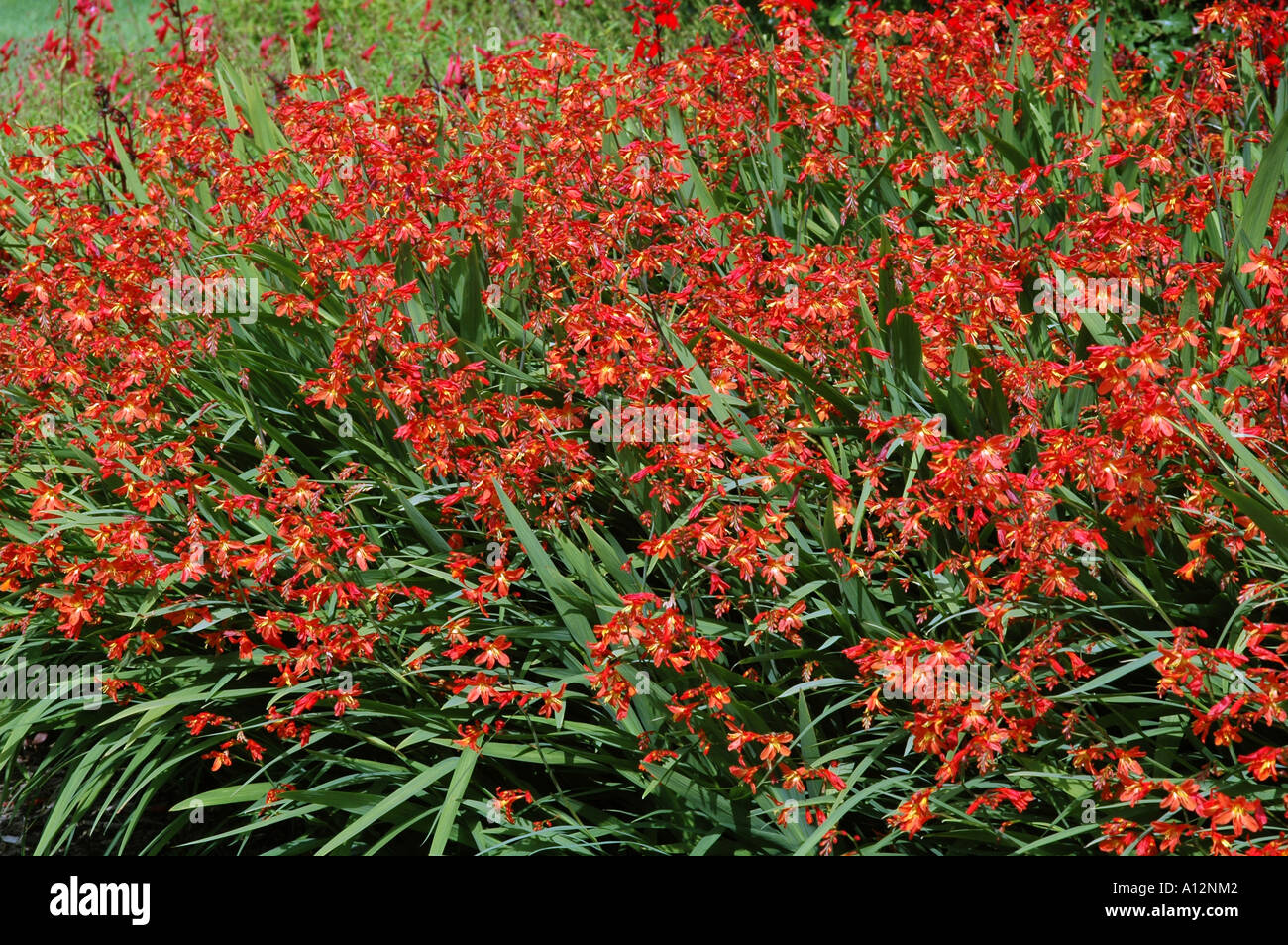 Carmin hi-res stock photography and images - Alamy