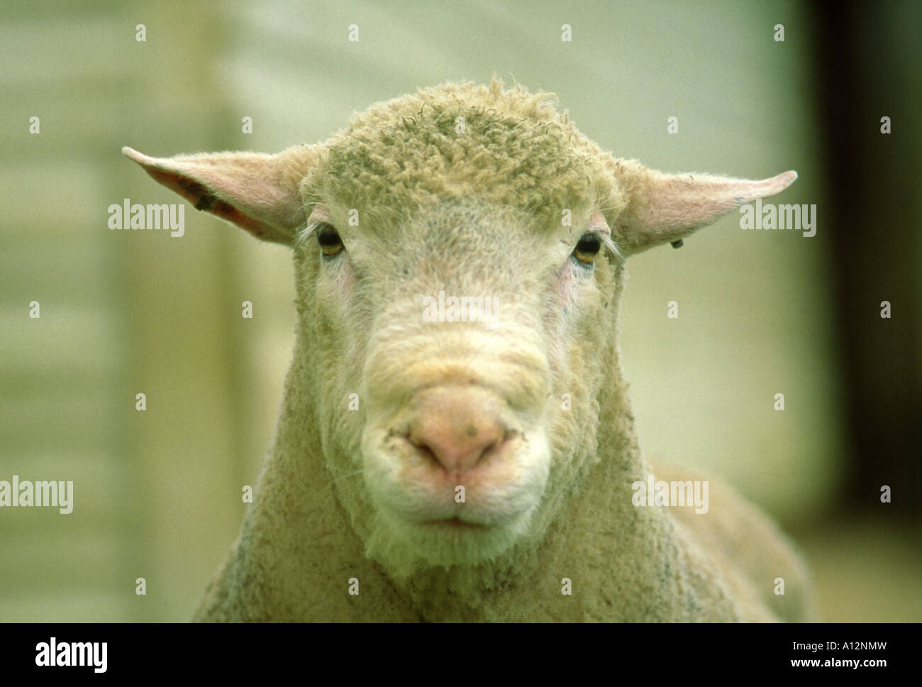 CHAMPION DORSET RAM Stock Photo - Alamy