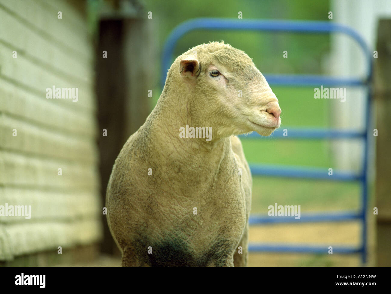 CHAMPION DORSET RAM Stock Photo - Alamy