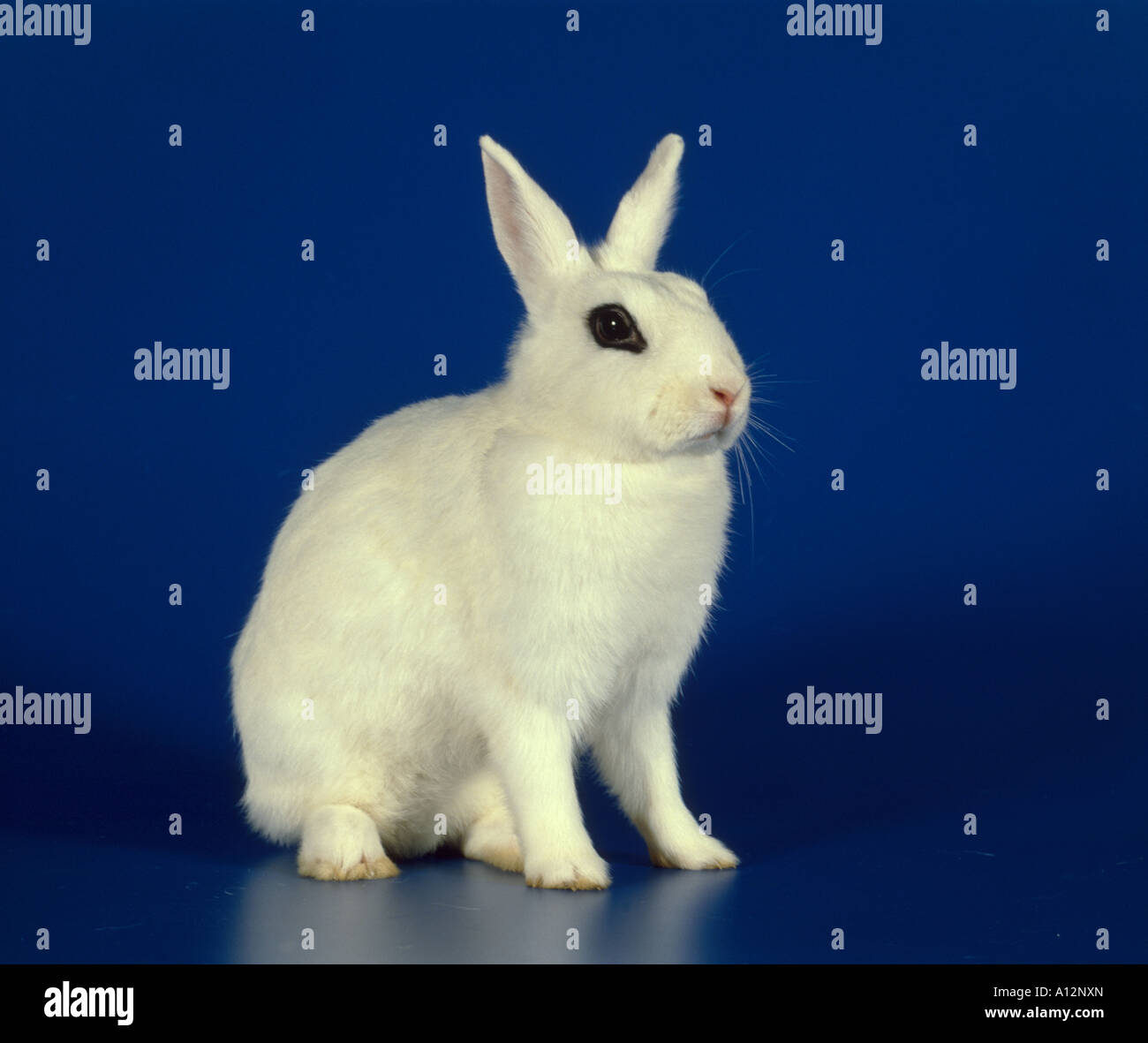 Dwarf hotot rabbit hi-res stock photography and images - Alamy