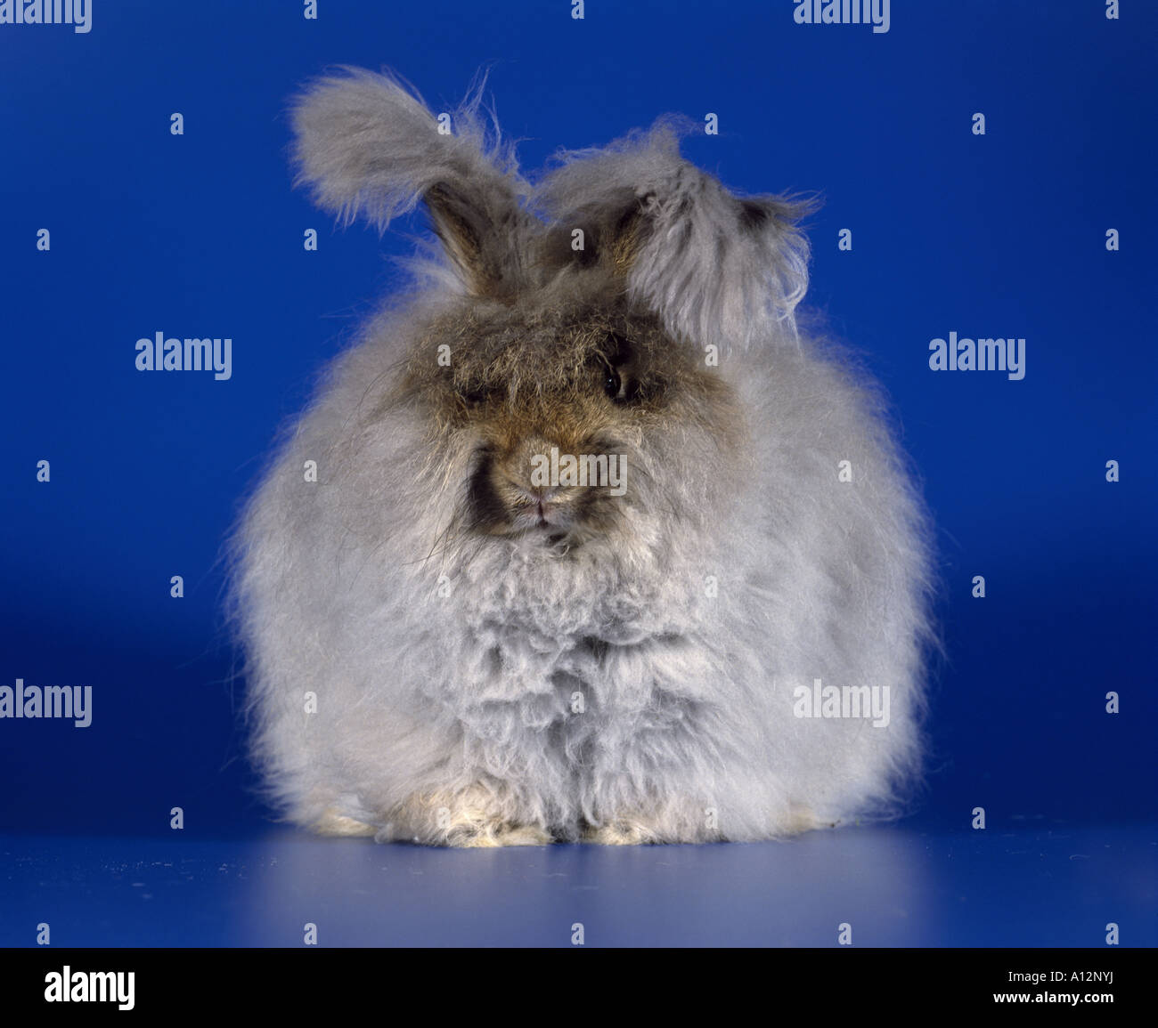 Blue English Angora