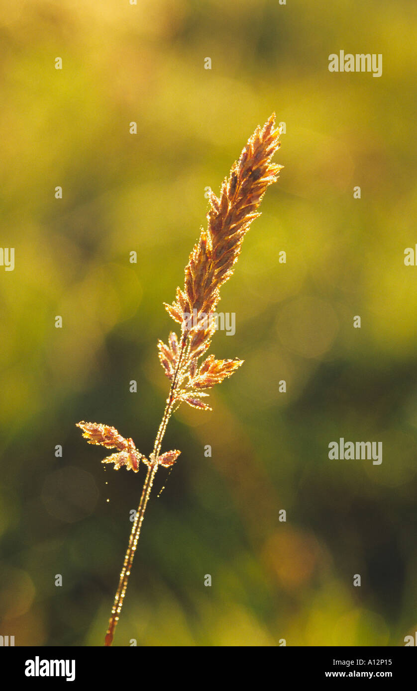 Timothy grass Phleum pratense in seed Dorset meadow UK Stock Photo - Alamy