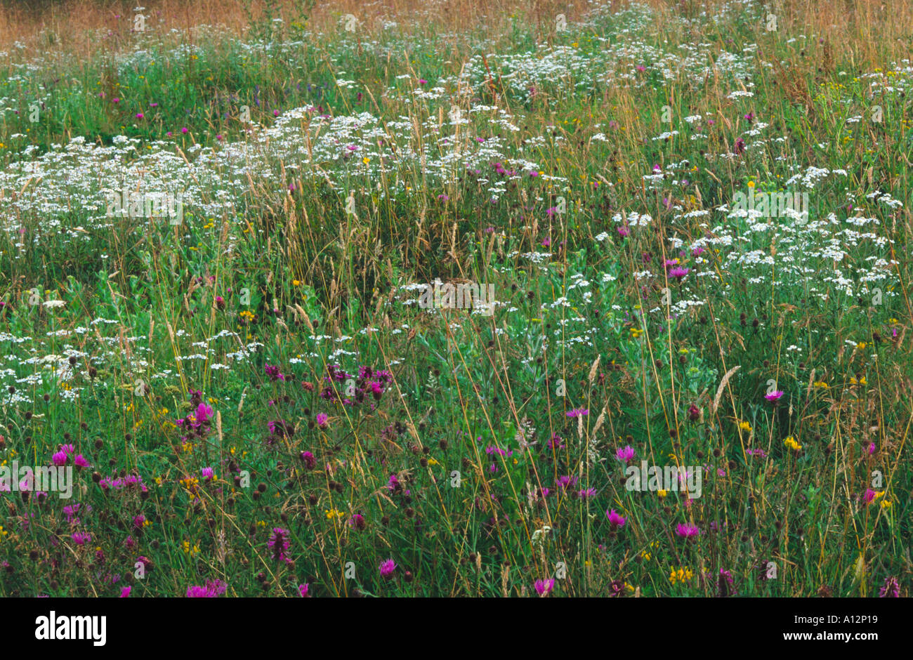 Bands of white sneeze flowers Achillea ptaarmica rise through various ...
