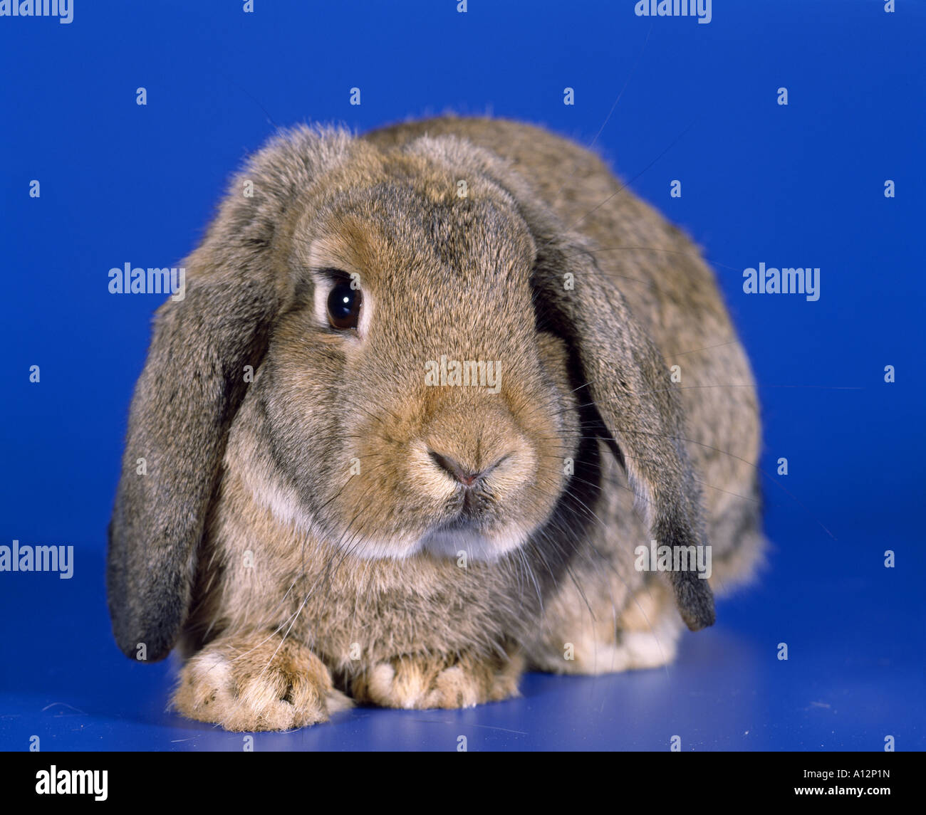 Mini lop studio hi-res stock photography and images - Alamy