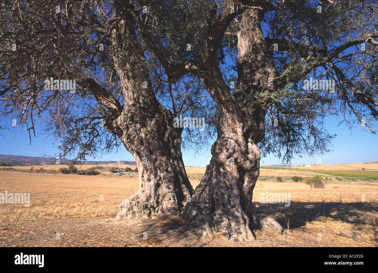 Ancient olive tree Stock Photo - Alamy