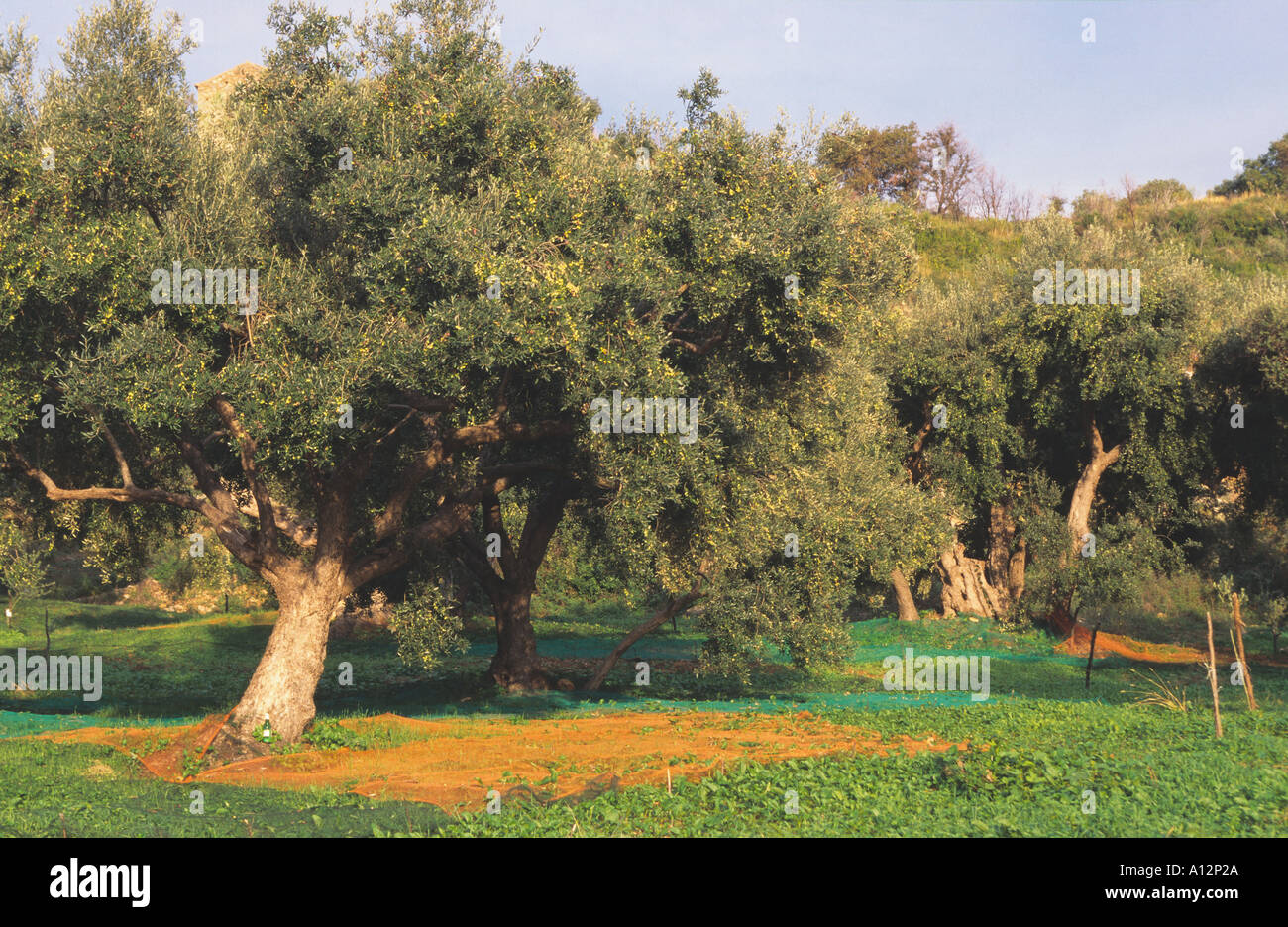 Olive trees in Calabria Italy Stock Photo - Alamy