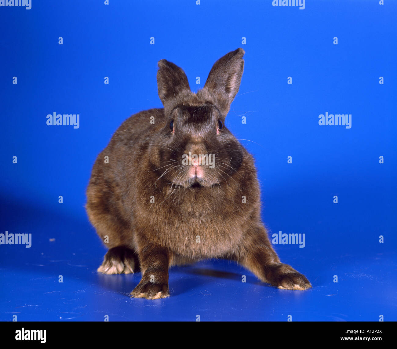 Satin head hi-res stock photography and images - Alamy