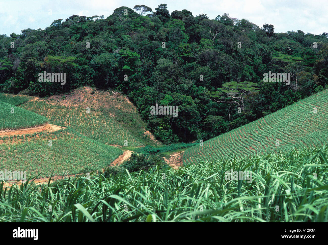 Atlantic rainforest deforestation hi-res stock photography and images ...