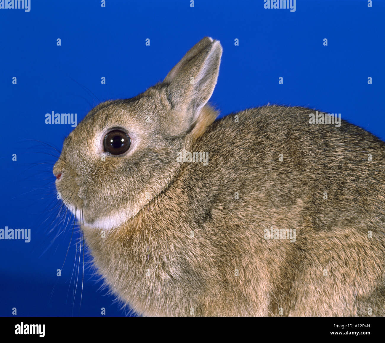 NETHERLANDS DWARF AGOUTI RABBIT Stock Photo - Alamy
