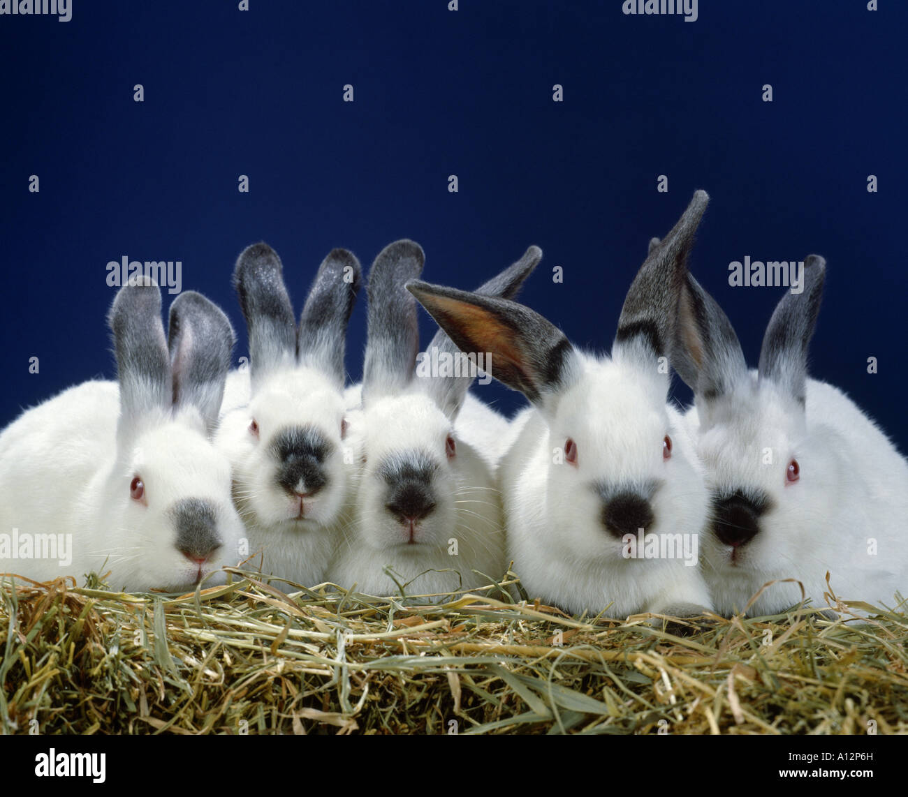 Front facing rabbit hi-res stock photography and images - Alamy