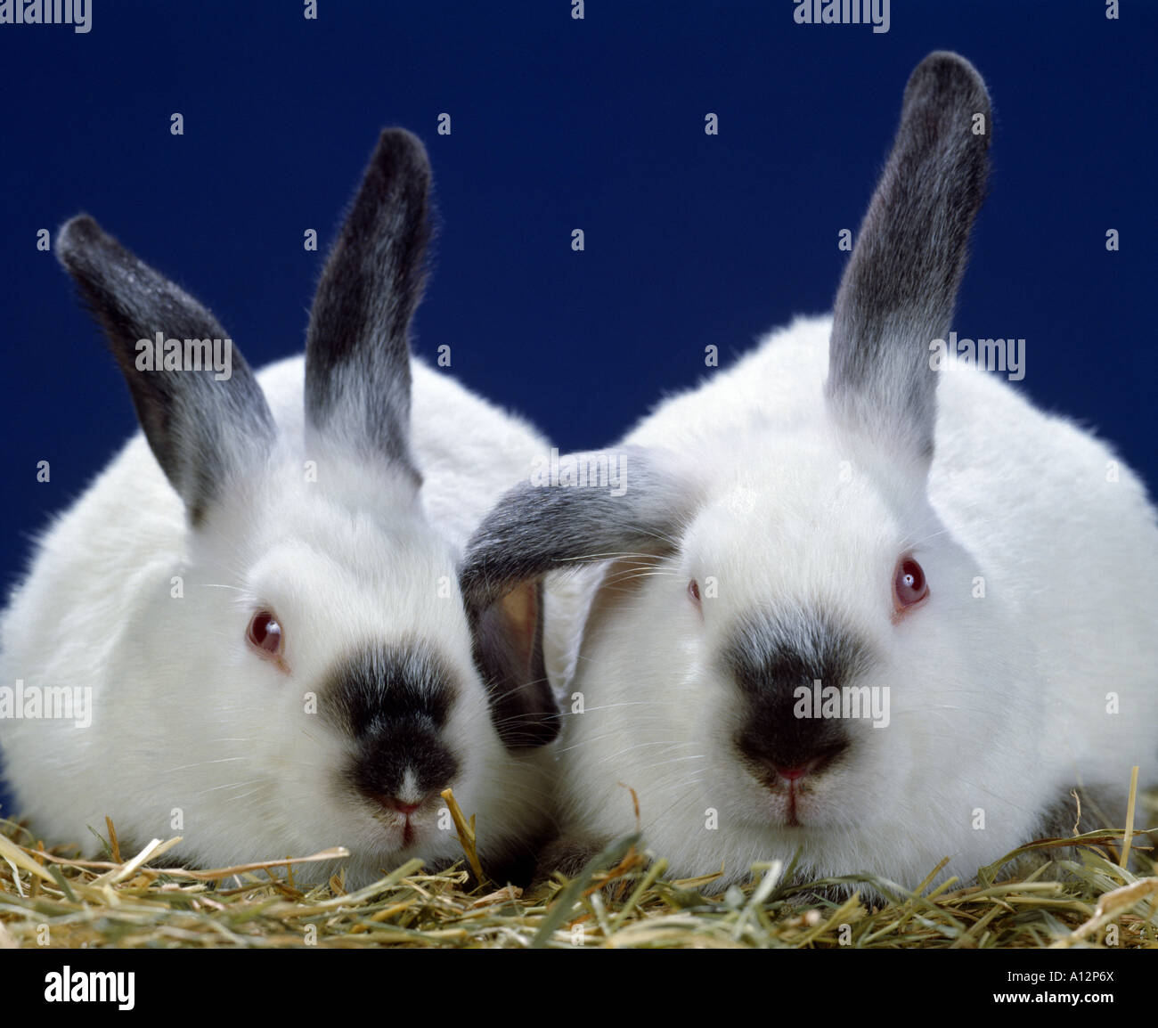 Two white rabbits hi-res stock photography and images - Alamy