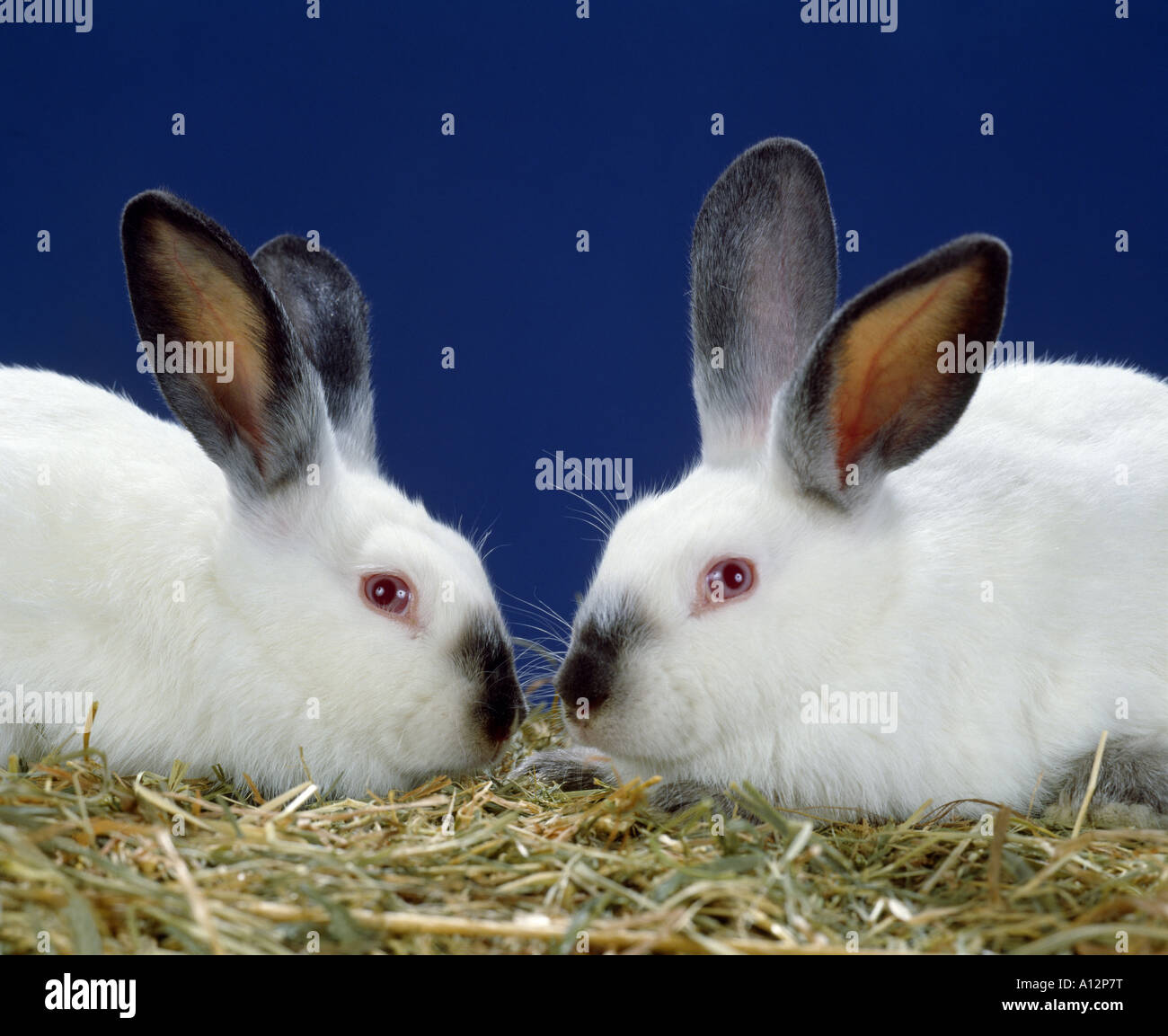 2 LB CALIFORNIA RABBITS Stock Photo - Alamy