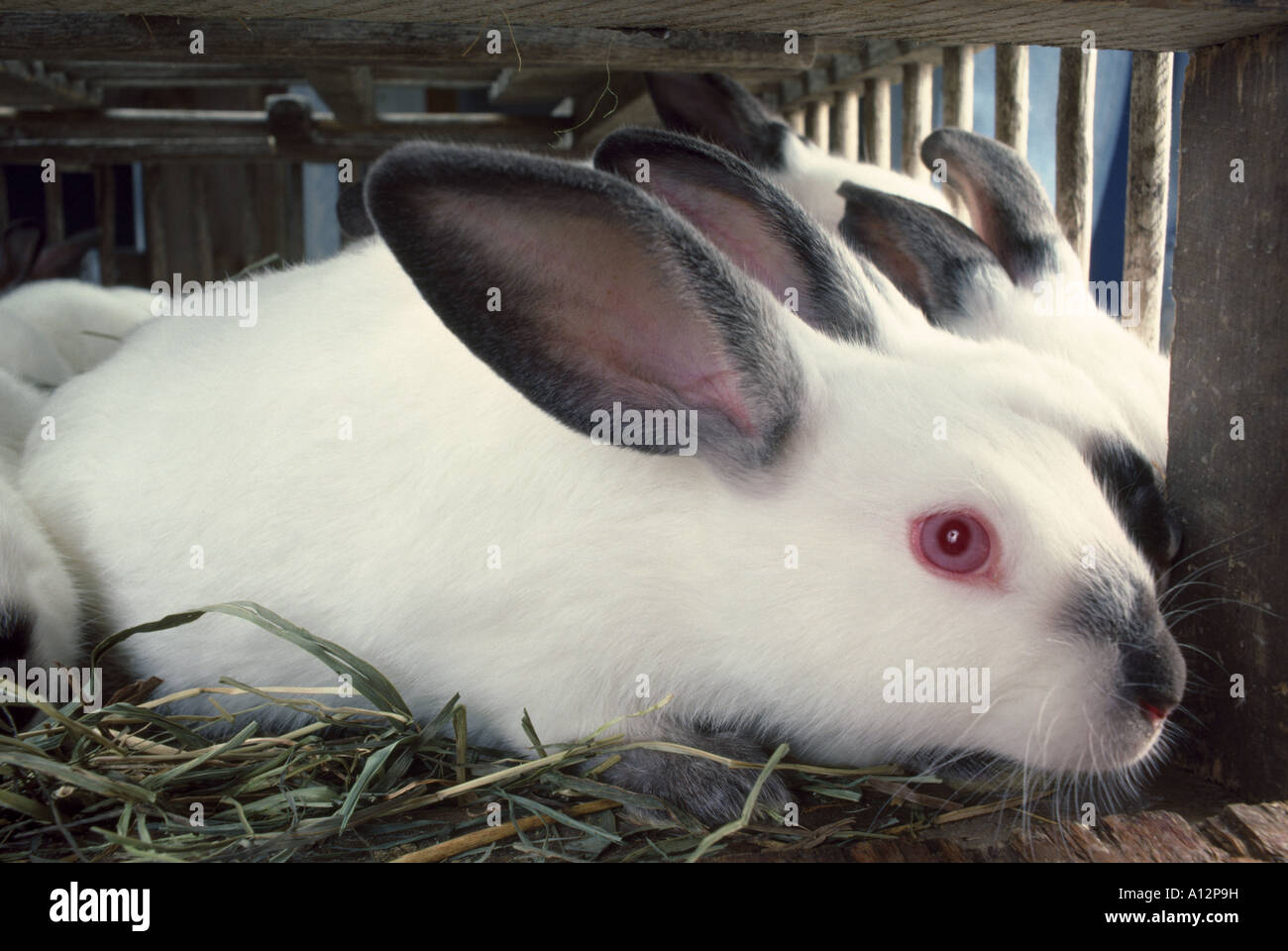 2 LB CALIFORNIA RABBITS Stock Photo - Alamy