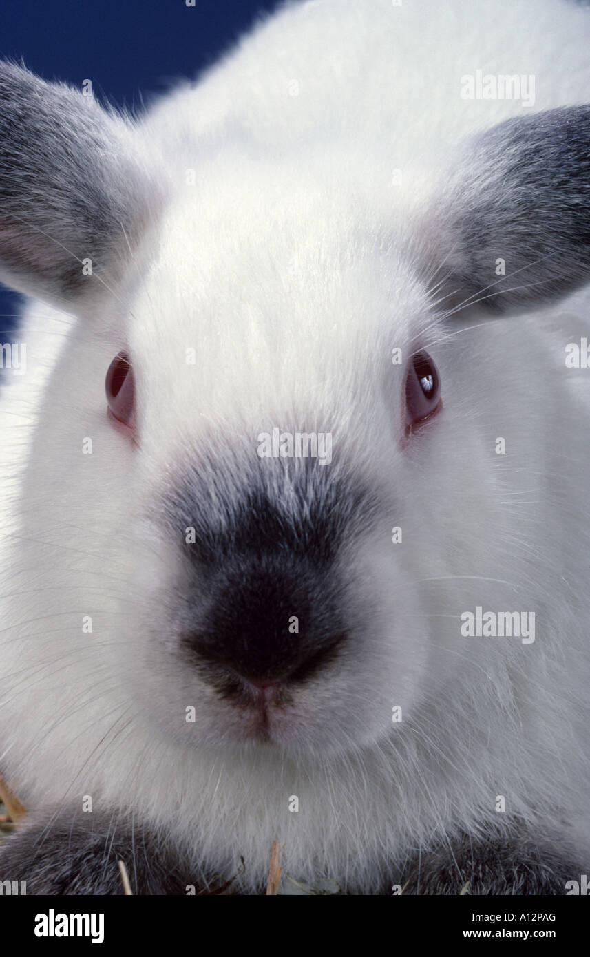 2 LB CALIFORNIA RABBITS Stock Photo - Alamy