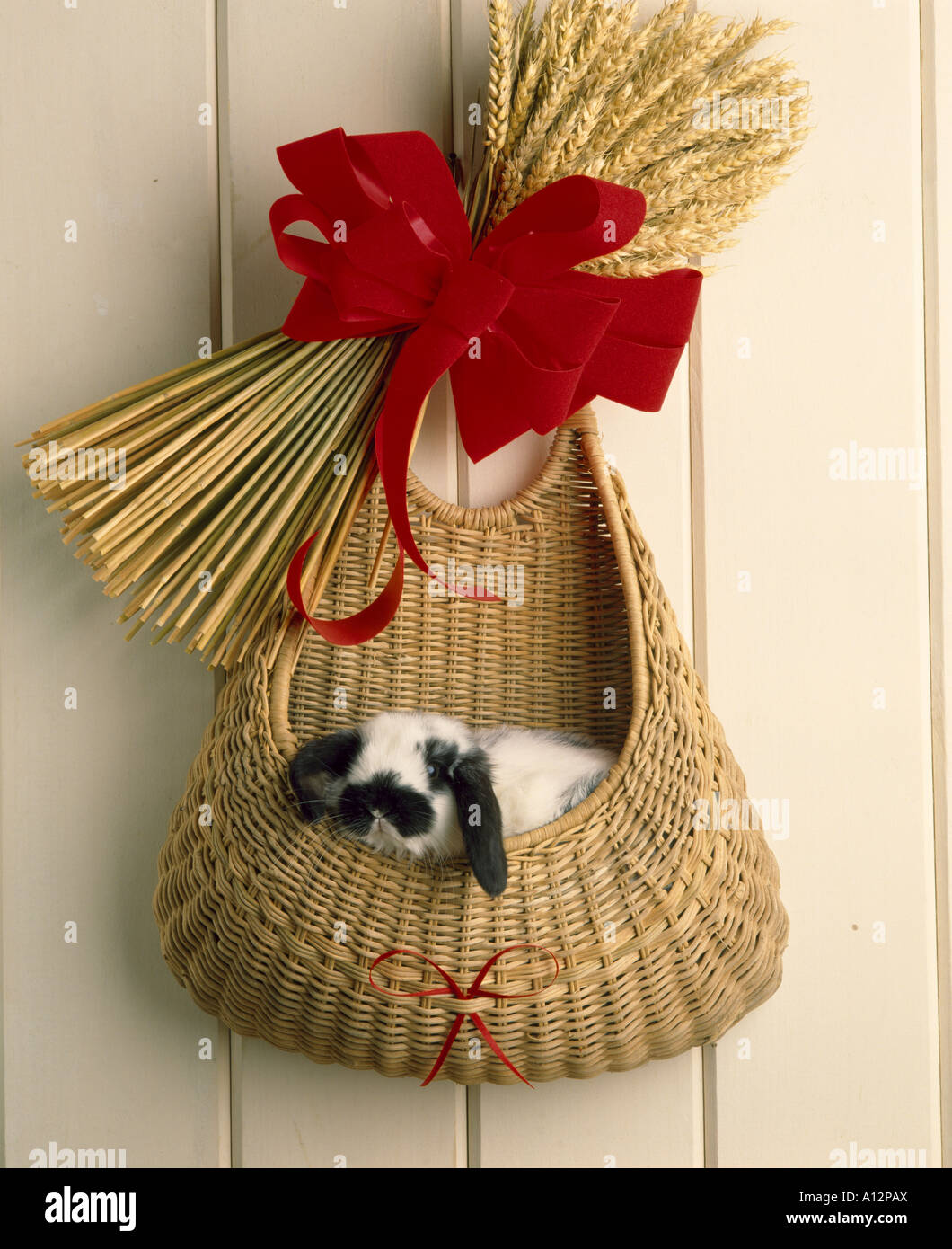 8 WK OLD MINI LOP RABBIT Stock Photo - Alamy