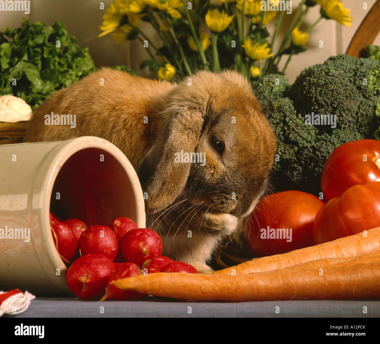 RABBIT IN VEGGIES STUDIO Stock Photo - Alamy