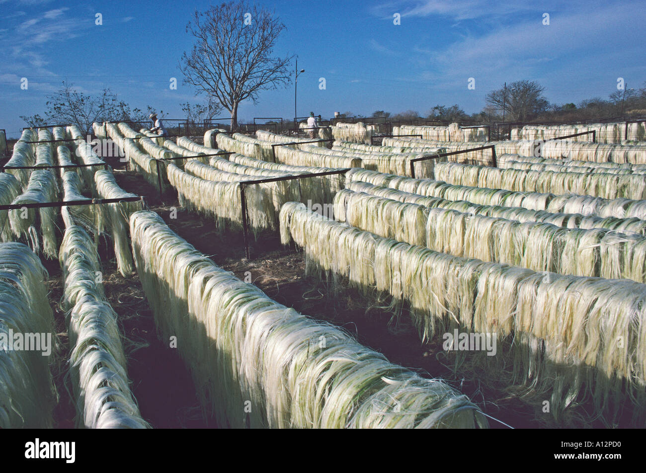 Harvested sisal fibres drying on racks near Merida in the Yucatan ...