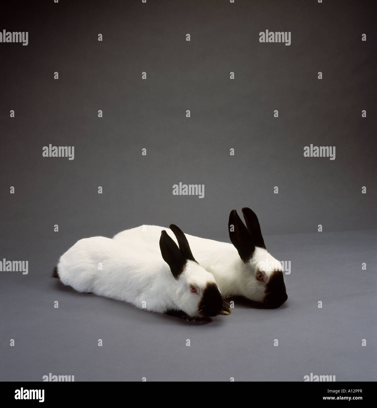 HIMALAYAN RABBIT GEORGIA Stock Photo - Alamy