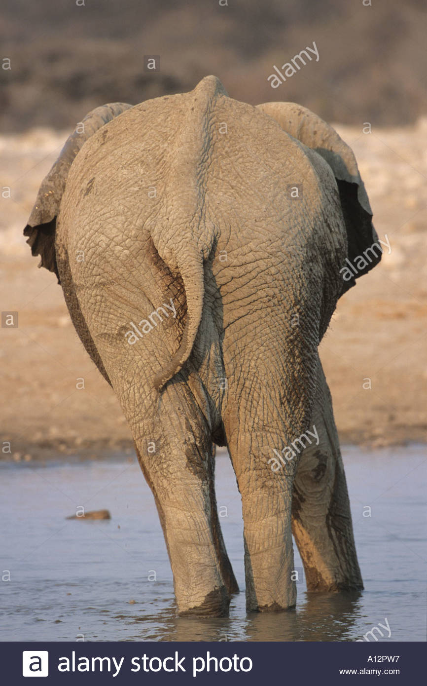 Elephants Bum Stock Photos & Elephants Bum Stock Images - Alamy