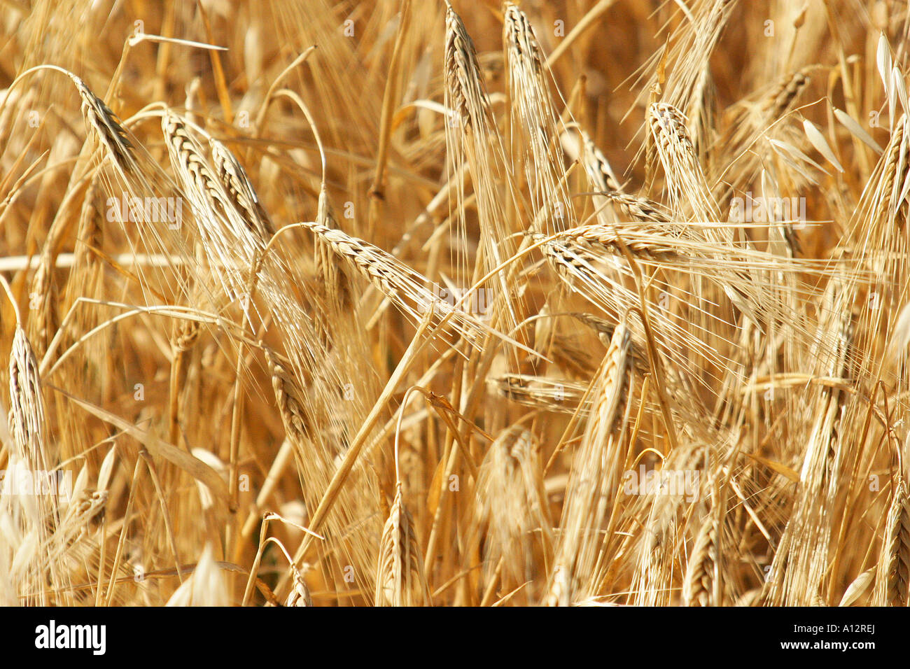 Closeup wheat heads hi-res stock photography and images - Alamy