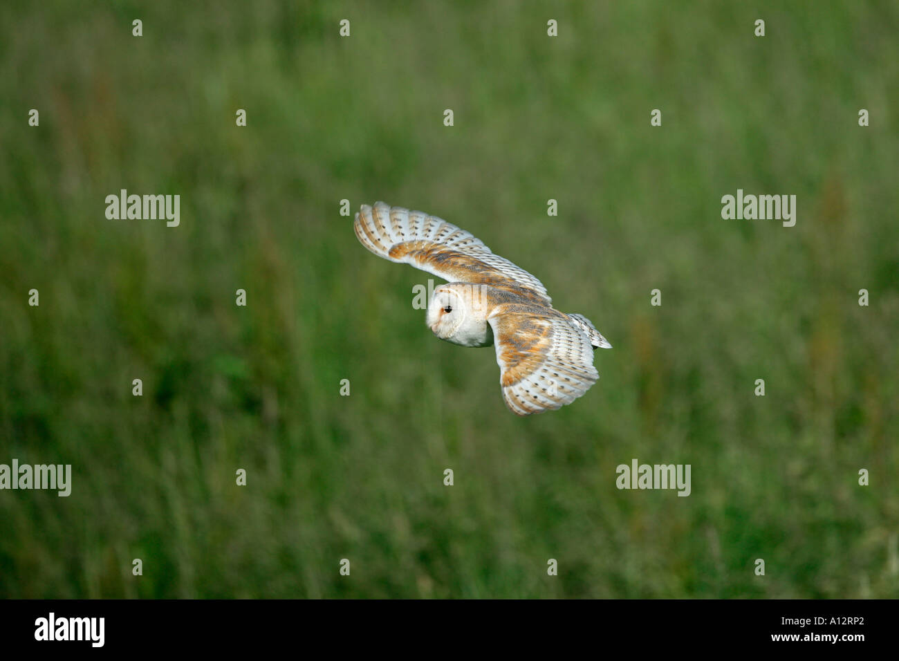 BARN OWL Tyto alba IN FLIGHT ACROSS MEADOW YORKSHIRE JULY Stock Photo ...