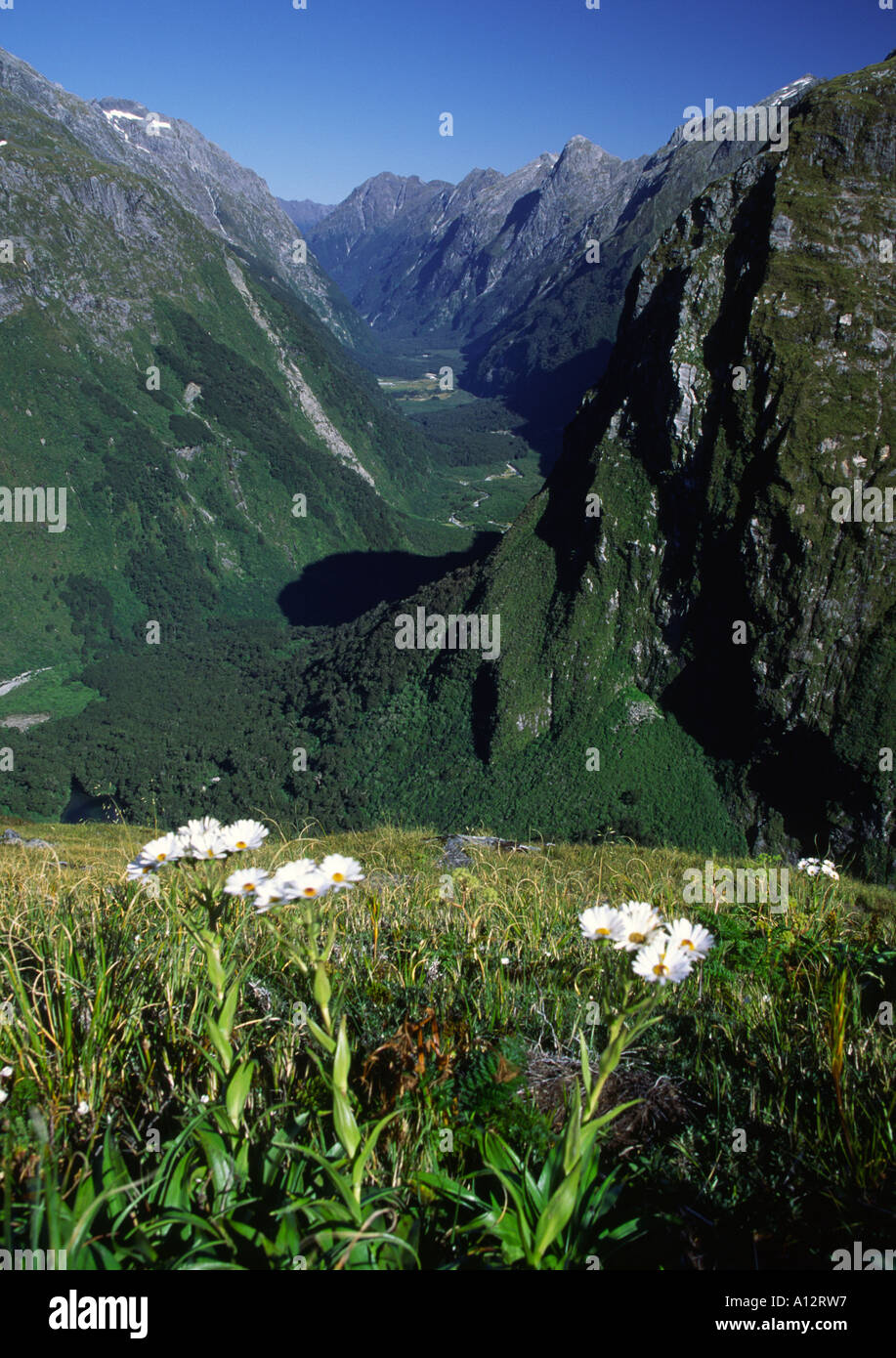 Clinton Valley, New Zealand Stock Photo - Alamy