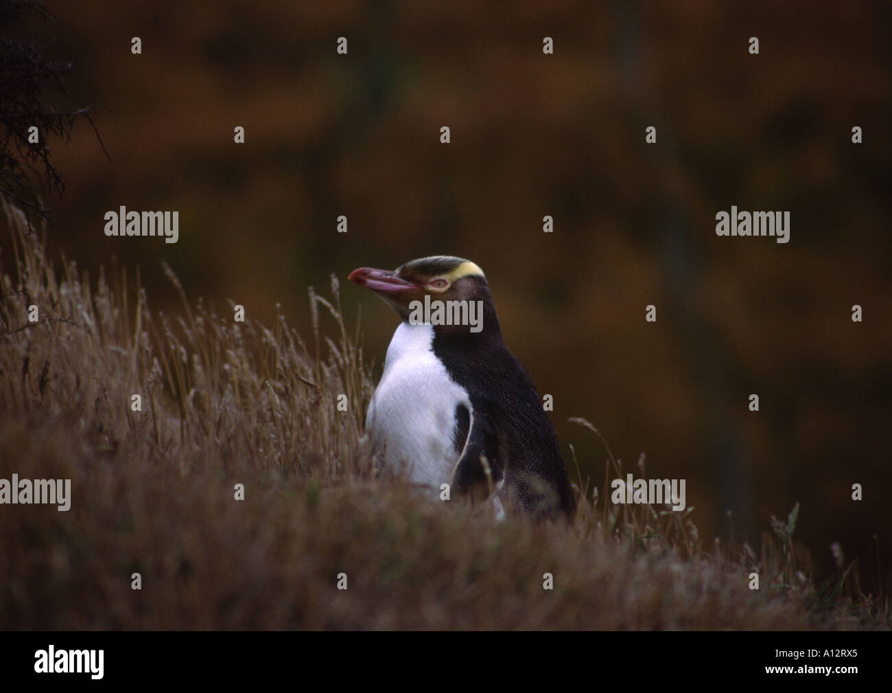Yellow eyed penguin nest hi-res stock photography and images - Alamy