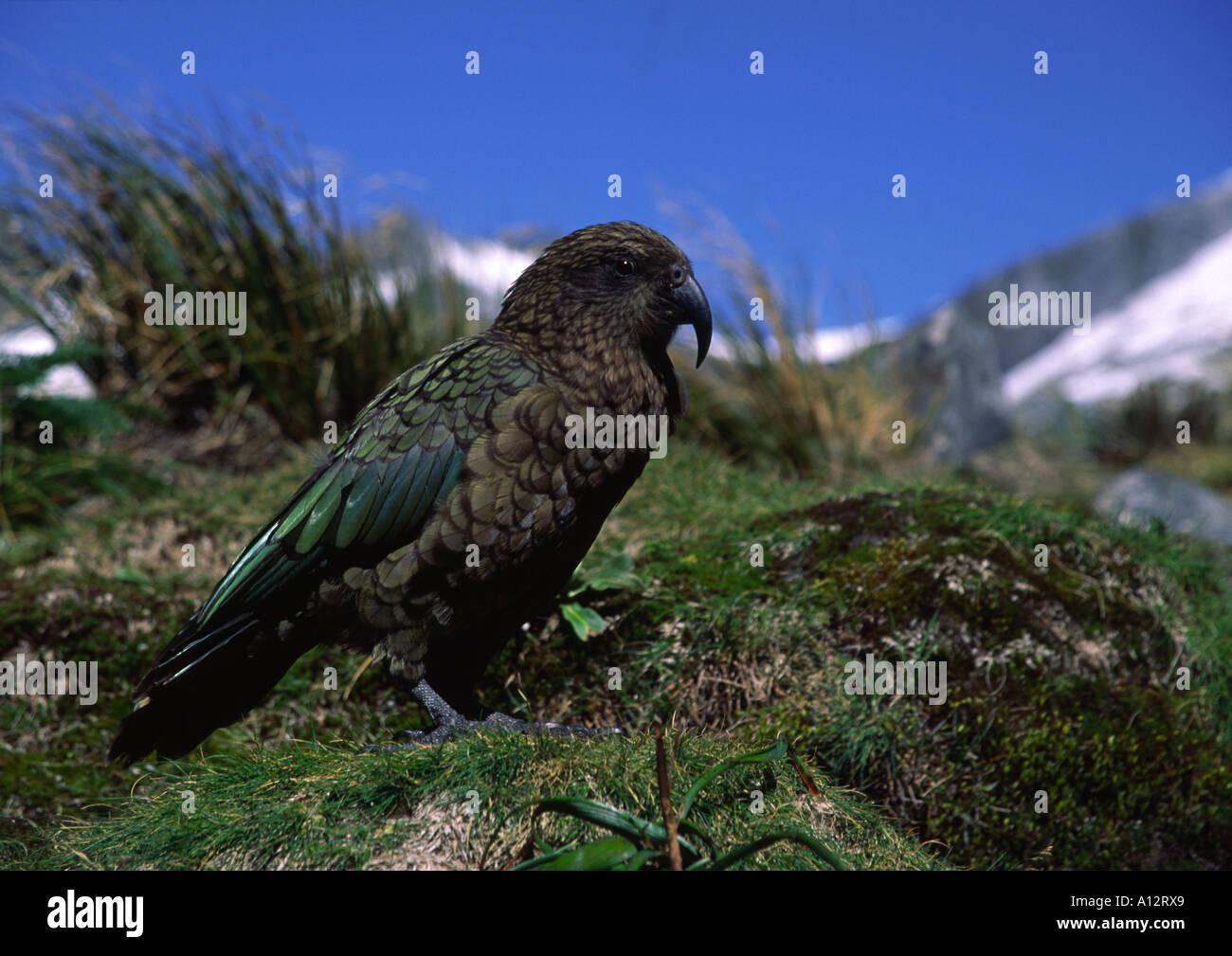 Kea, New Zealand Stock Photo - Alamy