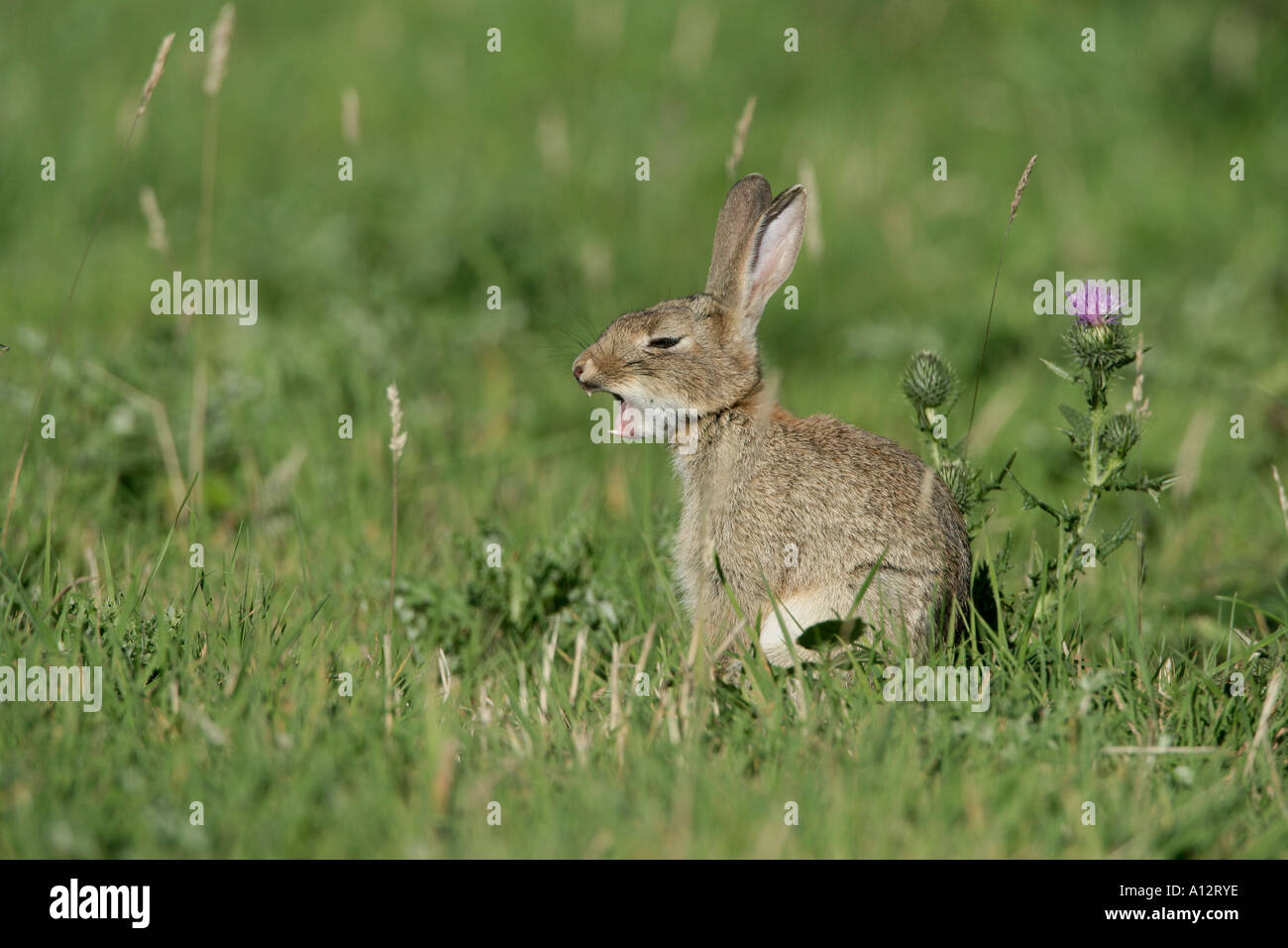 Rabbit yawning hi-res stock photography and images - Alamy