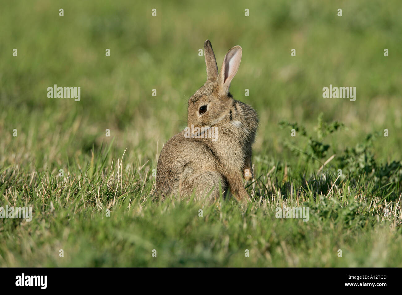 August rabbit hi-res stock photography and images - Alamy