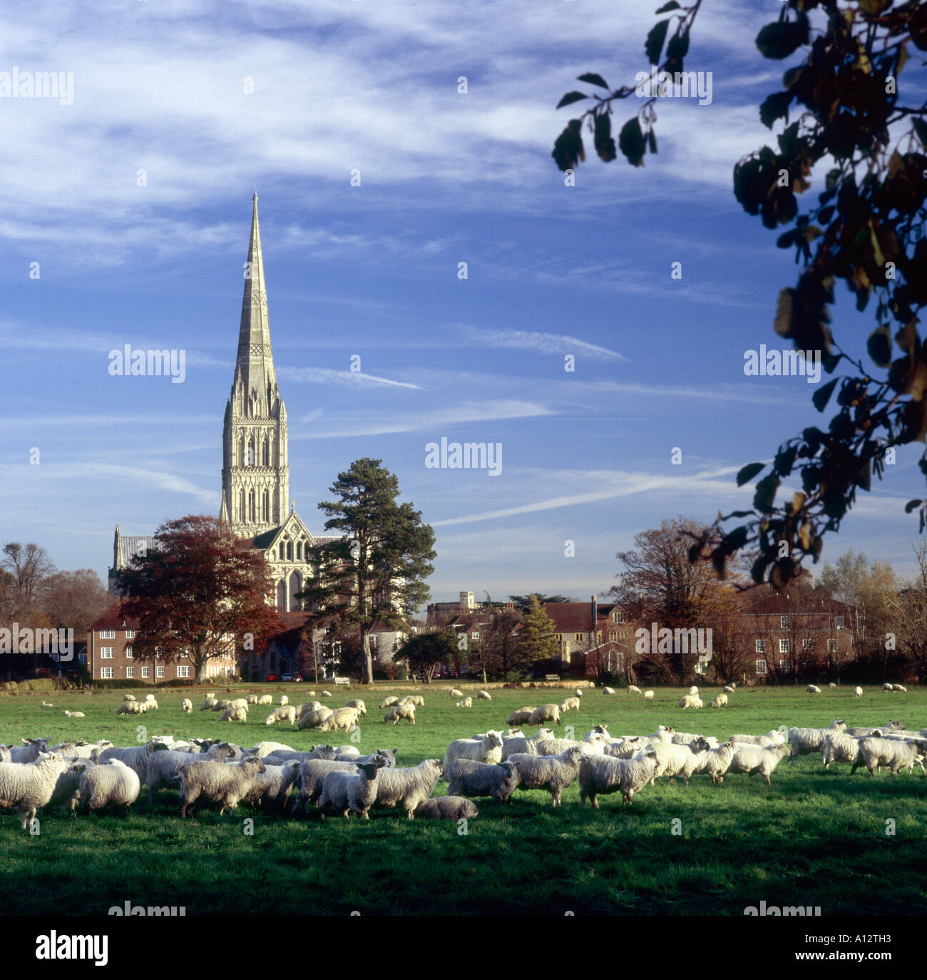 Water meadows in salisbury hi-res stock photography and images - Alamy