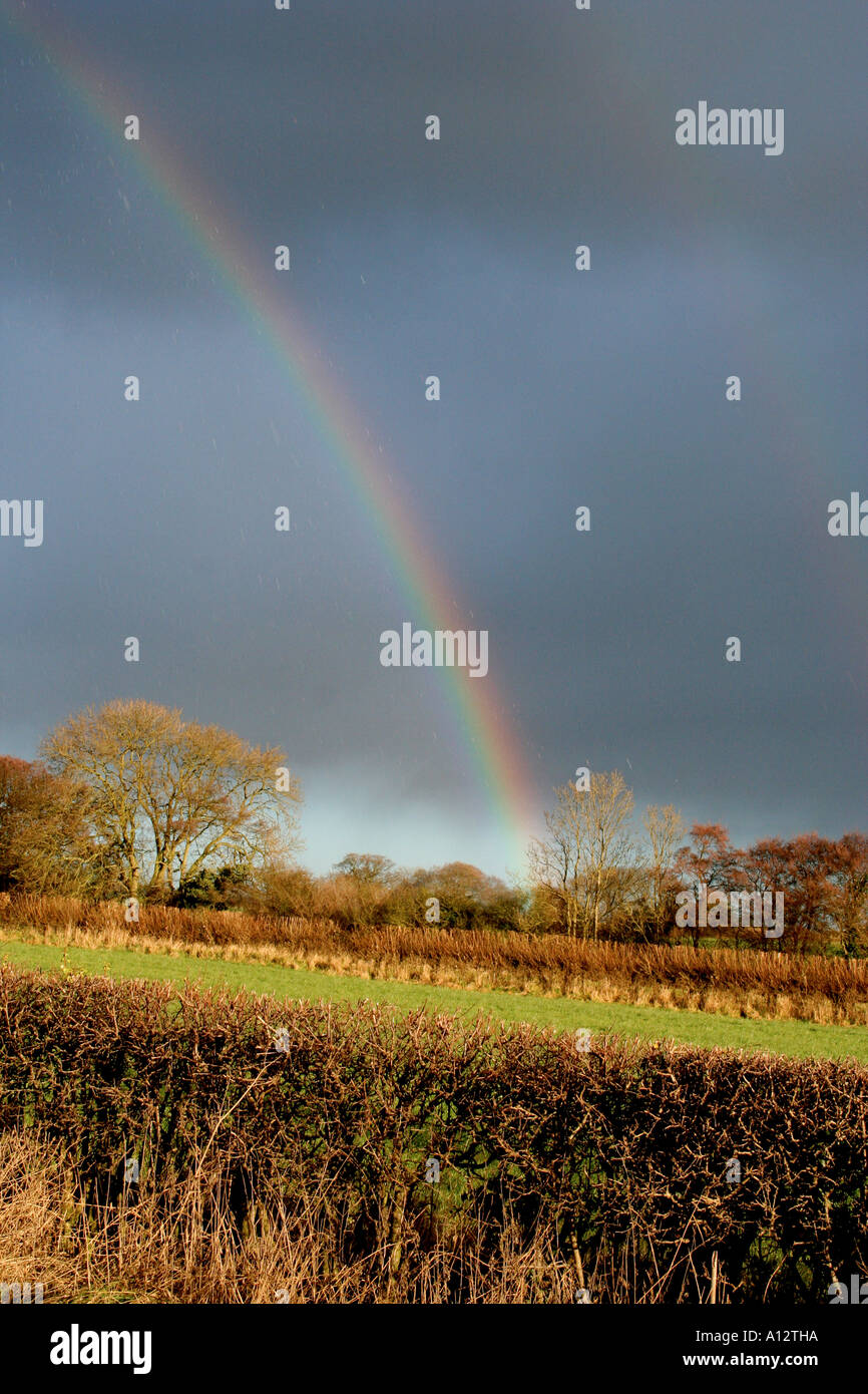Rainbows In The Rain