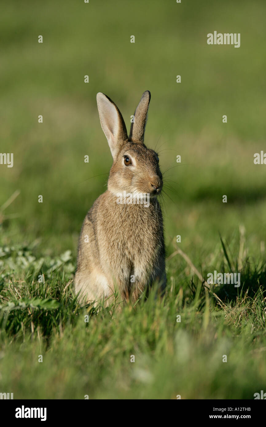 August rabbit hi-res stock photography and images - Alamy