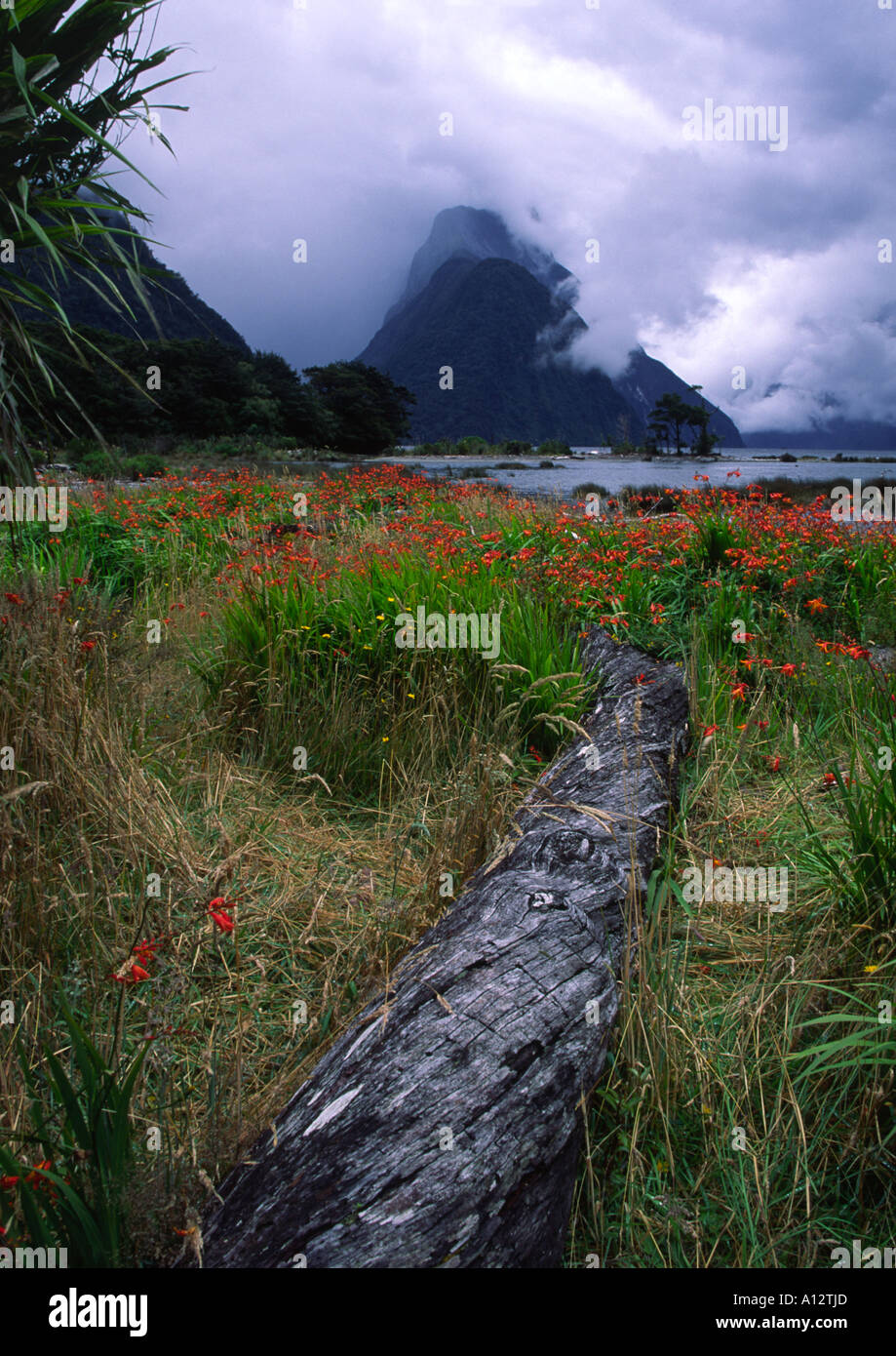 Milford Sound and Tree Trunk, New Zealand Stock Photo - Alamy