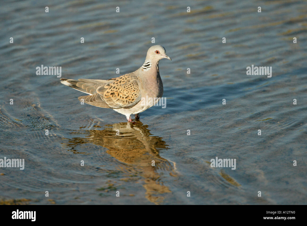 TURTLE DOVE Streptopelia turtur AT LAKE EDGE TO DRINK IN EVENING LIGHT ...