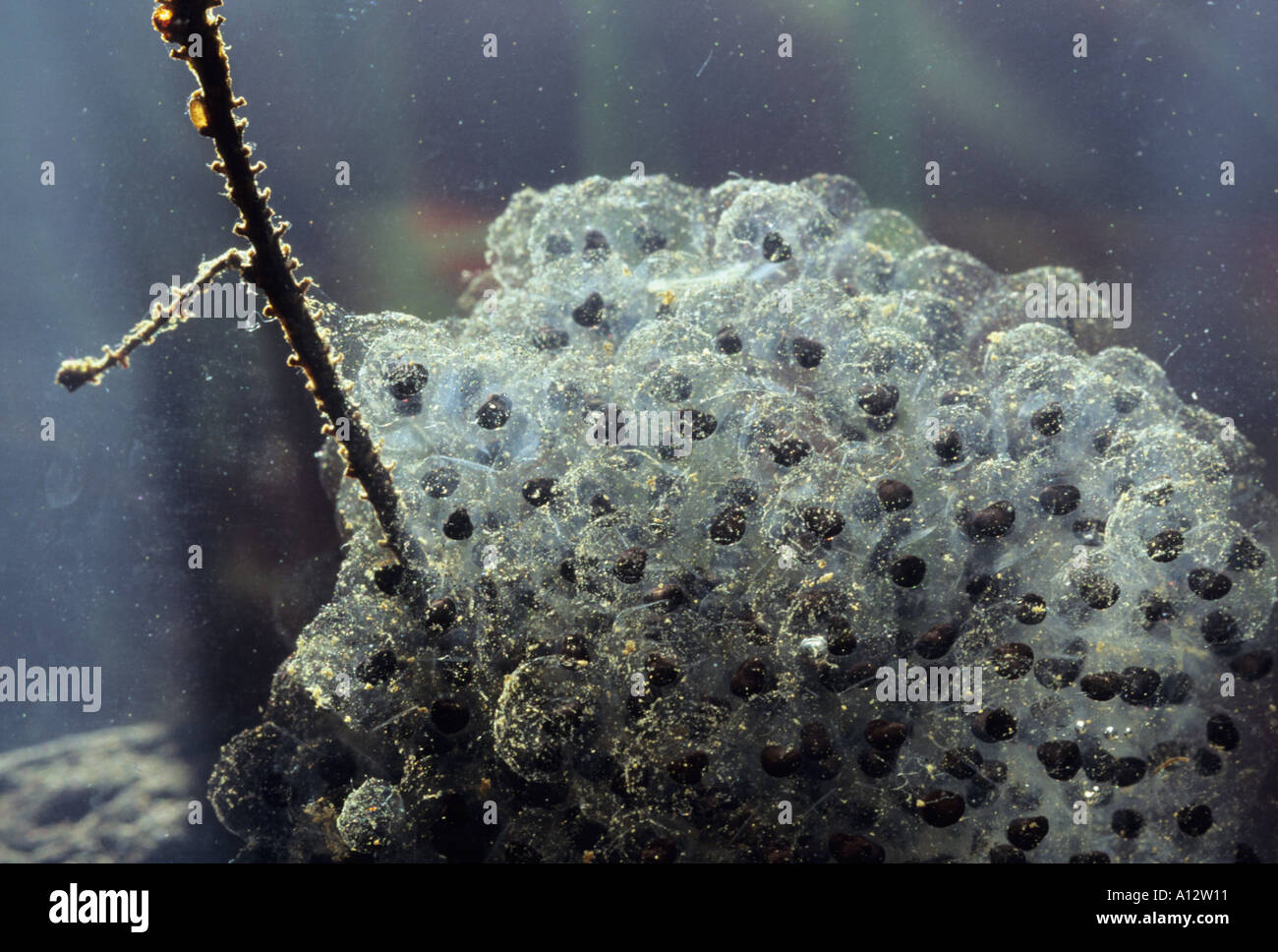 Wood Frog Eggs Stock Photo - Alamy