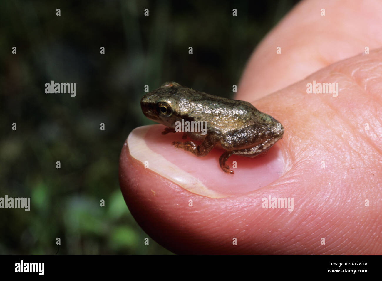 Peeper finger hi-res stock photography and images - Alamy