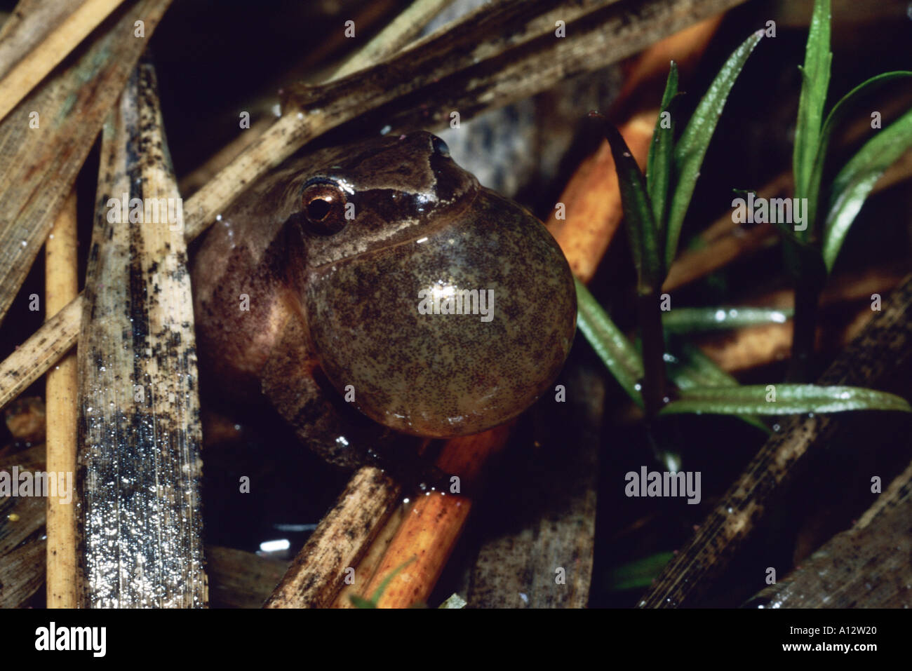 Spring Peeper Calling Stock Photo - Alamy