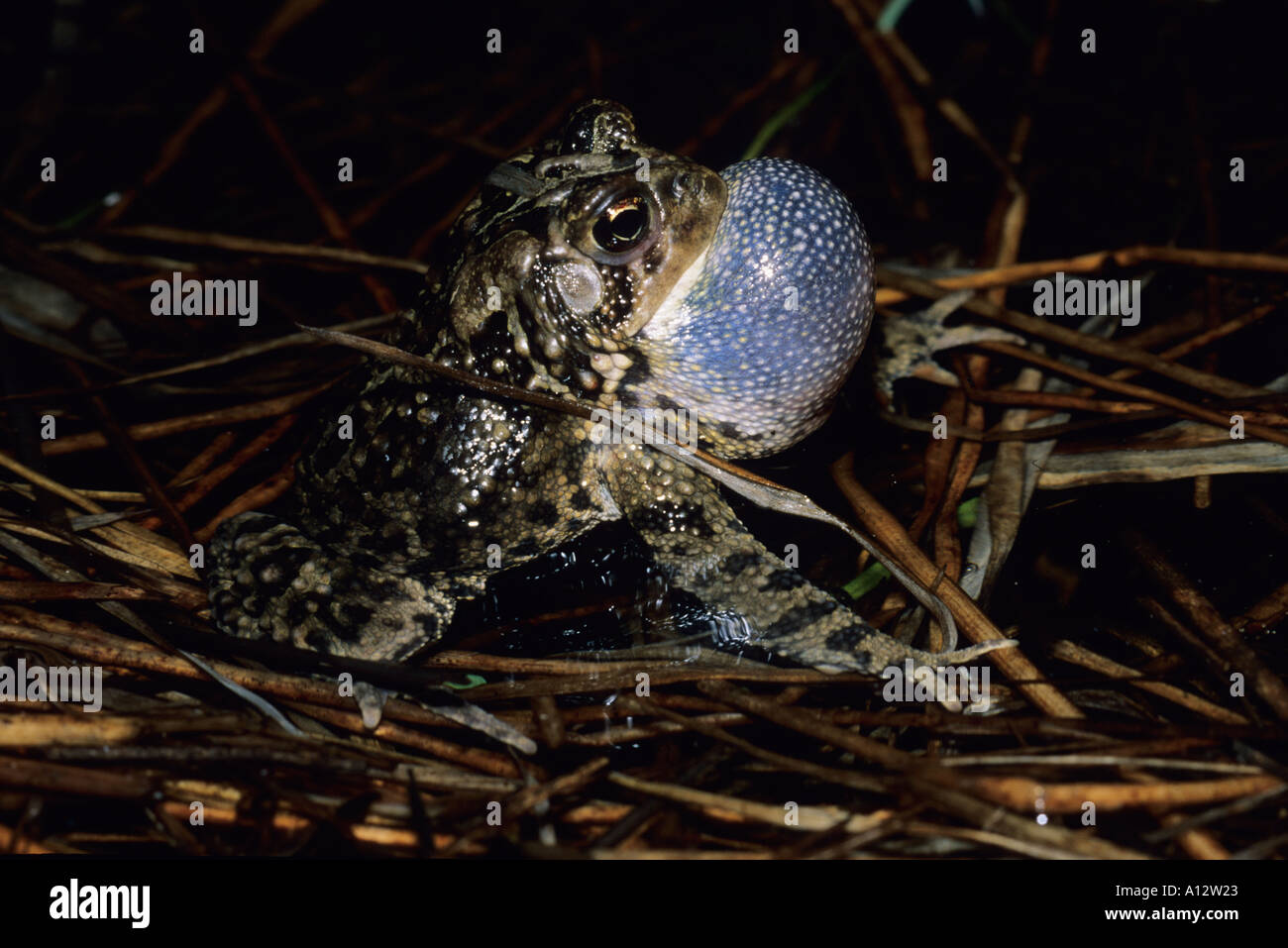 American Toad Calling Stock Photo - Alamy